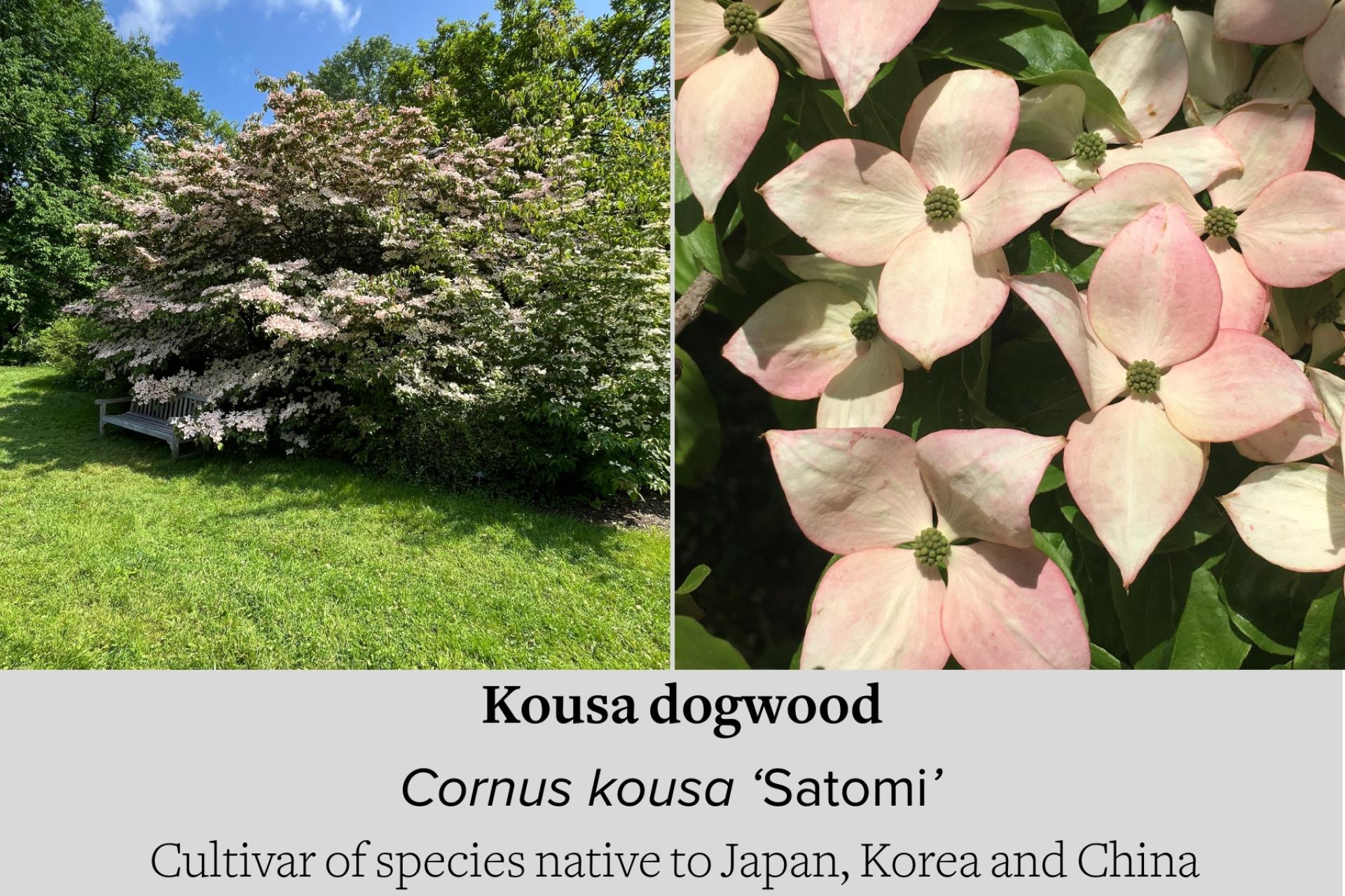 Cornus kousa ‘Satomi’ | Berkshire Botanical